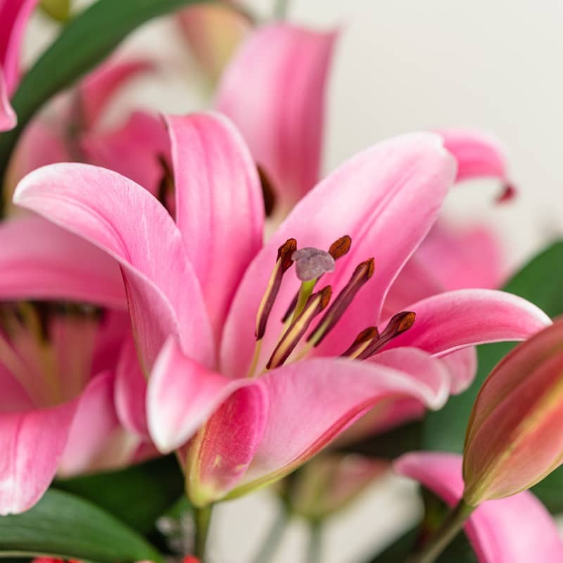 Le bouquet de lys roses Lily Rose est parfait pour toutes les occasions ...